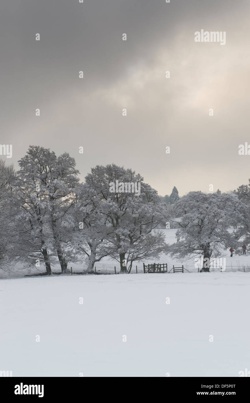 Winter scene in scenic countryside with line of bare trees & wooden ...