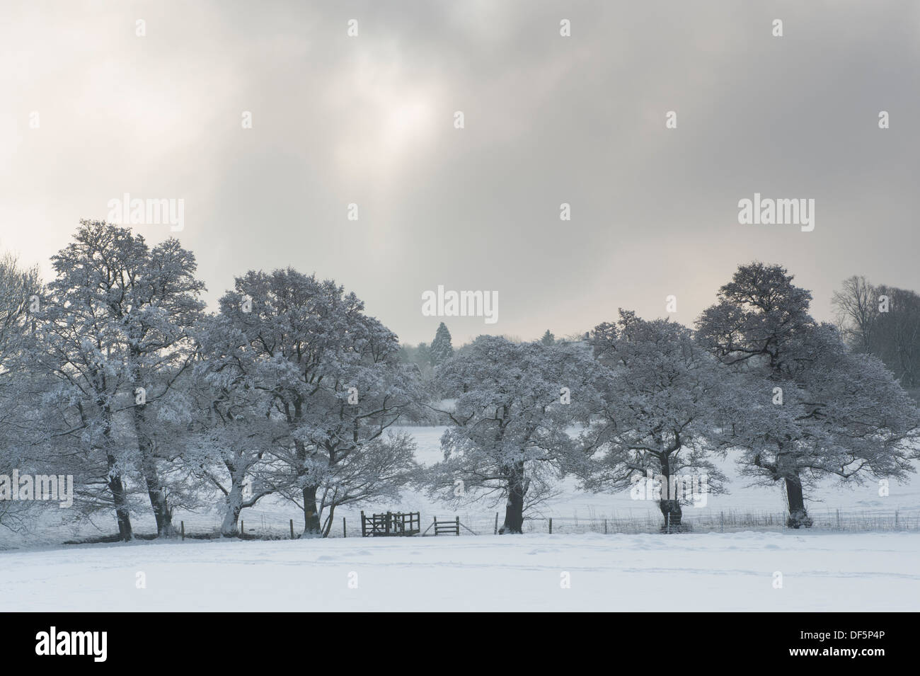 Winter scene in scenic countryside area with line of bare trees ...
