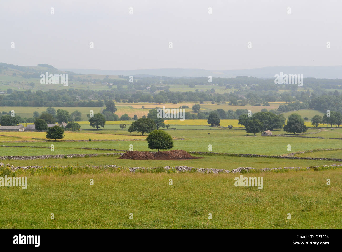Dotted Trees in the District Stock Photo - Alamy