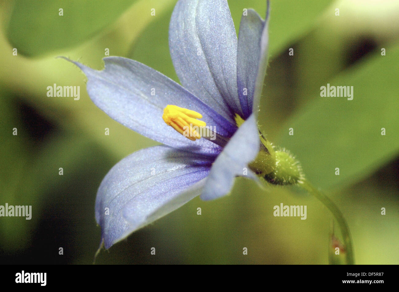 A tiny blue flower closeup Stock Photo - Alamy