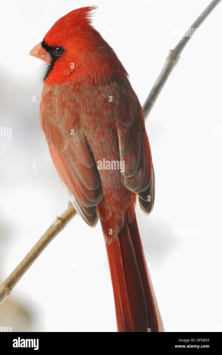 A male northern cardinal, cardinalis cardinalis, glances behind from ...