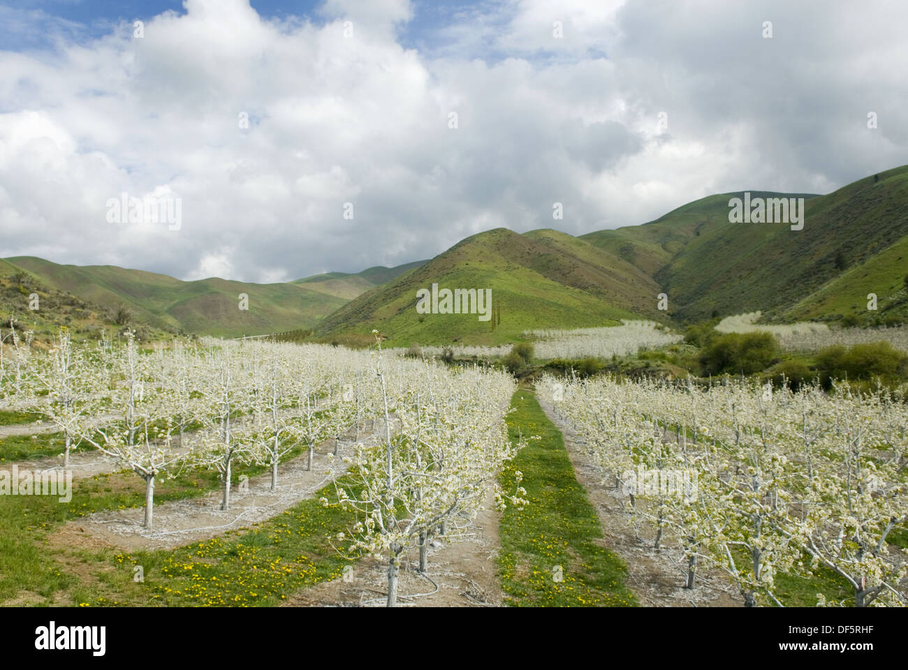 Fruit Trees in spring bloom, Wenatchee Valley, Washington, USA Stock ...