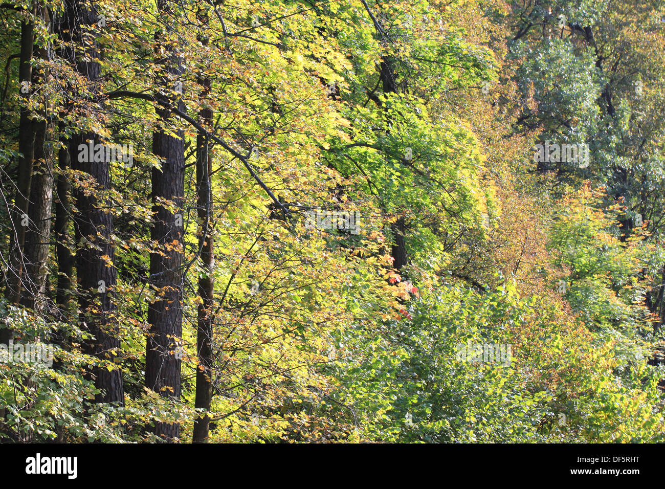 Green forest paradise hi-res stock photography and images - Alamy