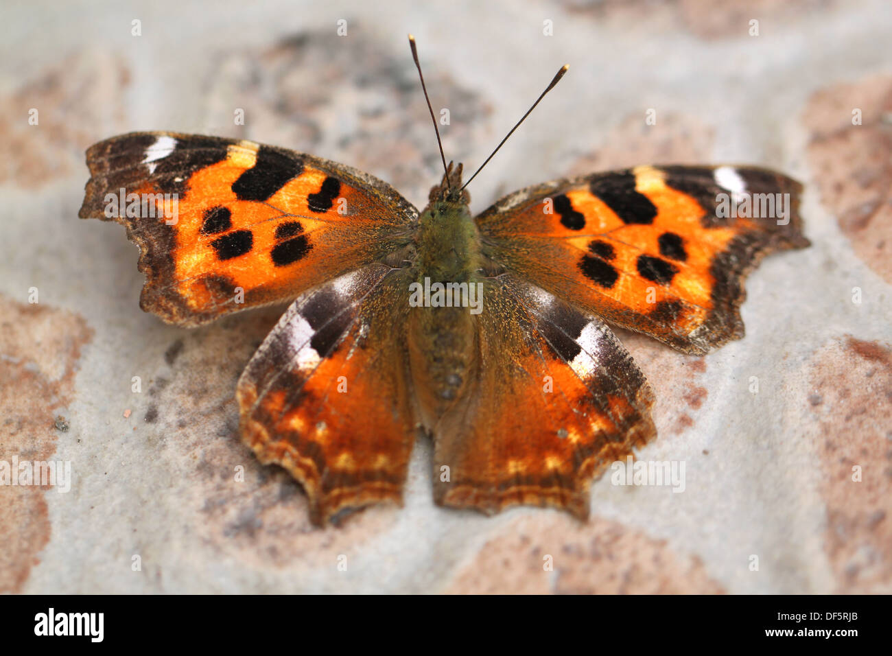 Beautiful large butterfly Stock Photo - Alamy