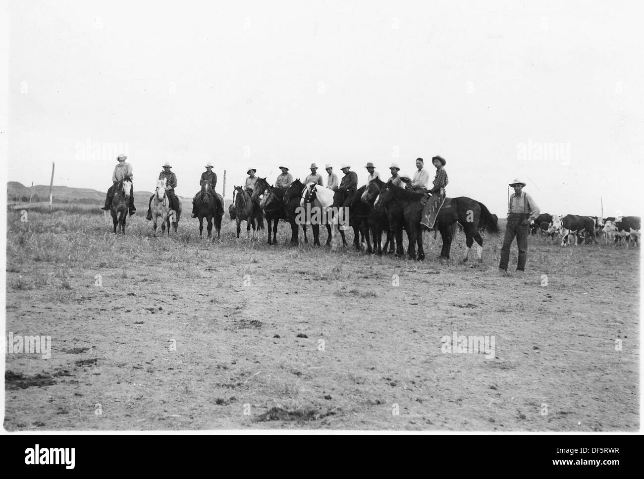 Indian cowboys working cattle 285307 Stock Photo - Alamy
