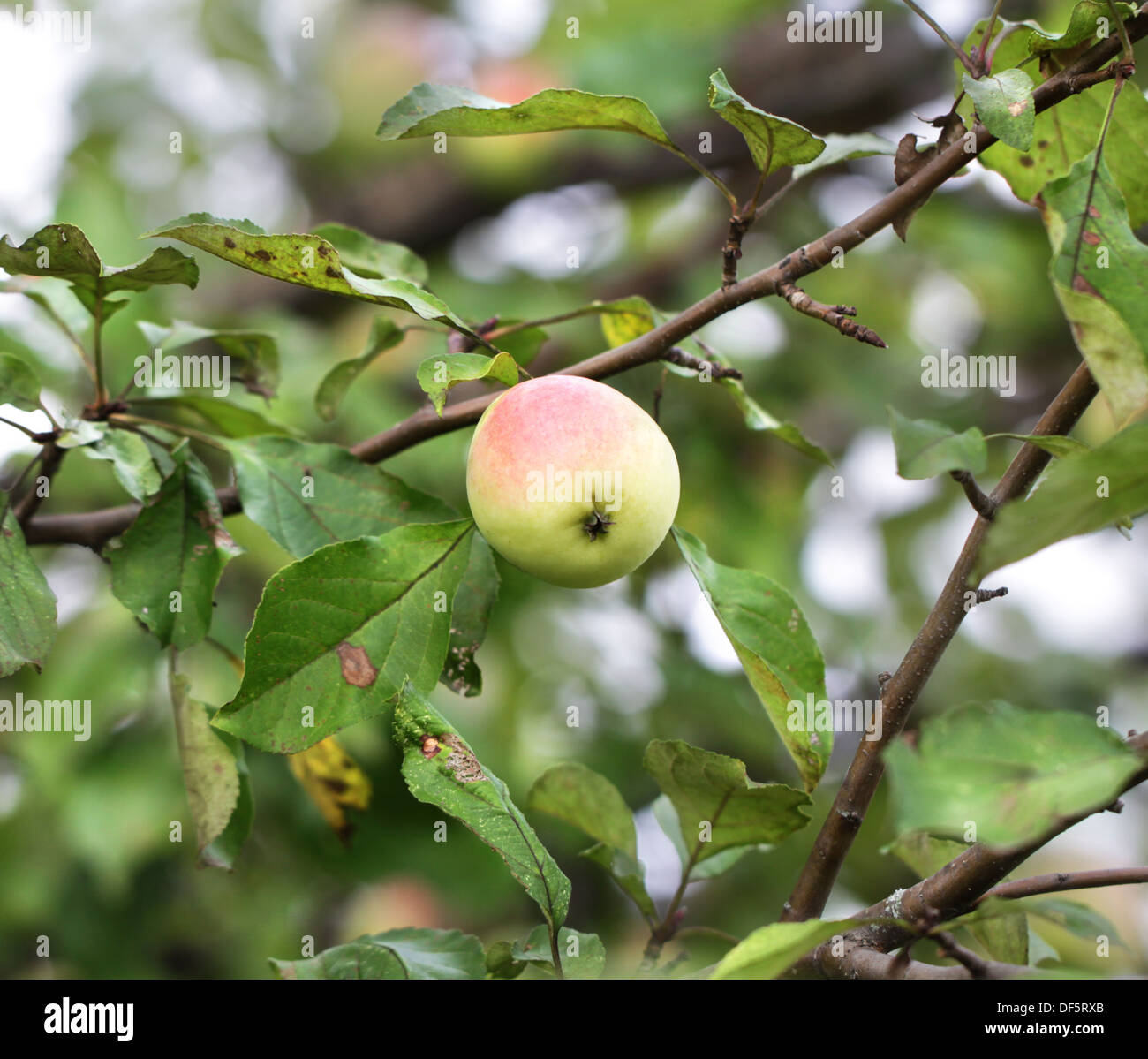 Apple hanging on a tree branch Stock Photo - Alamy