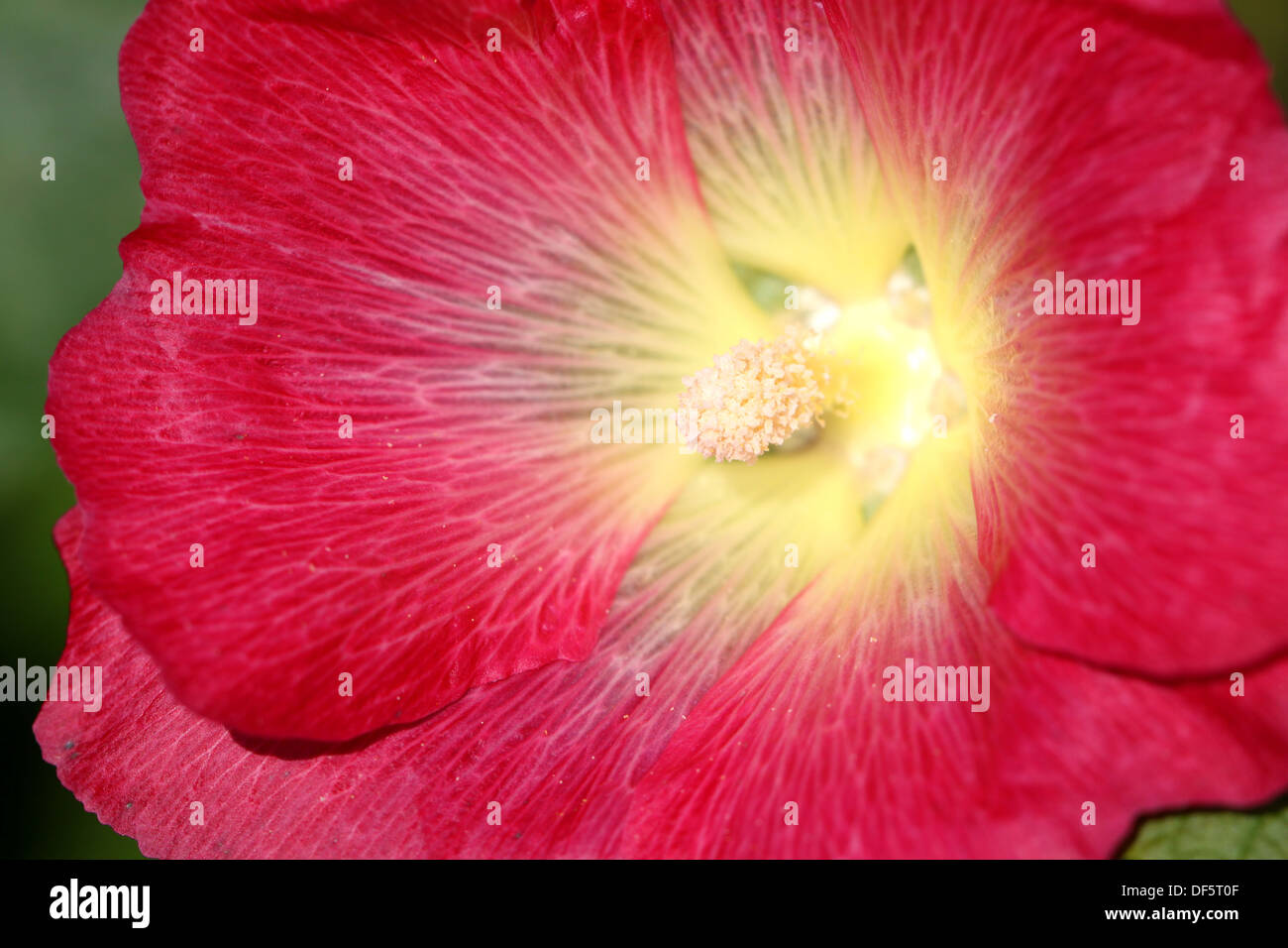 Beautiful red flower hi-res stock photography and images - Alamy