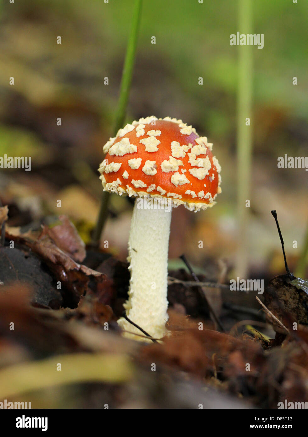 big red fly agaric Stock Photo - Alamy