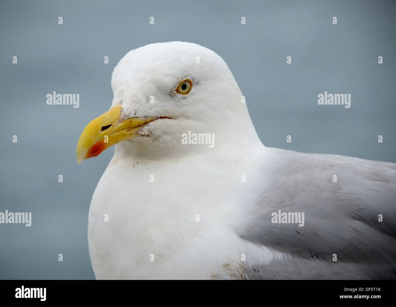 Seagull head hi-res stock photography and images - Alamy