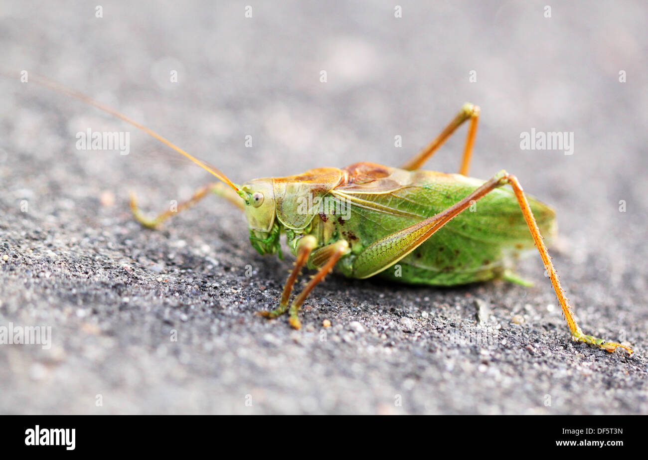 Large green grasshopper locust Stock Photo - Alamy