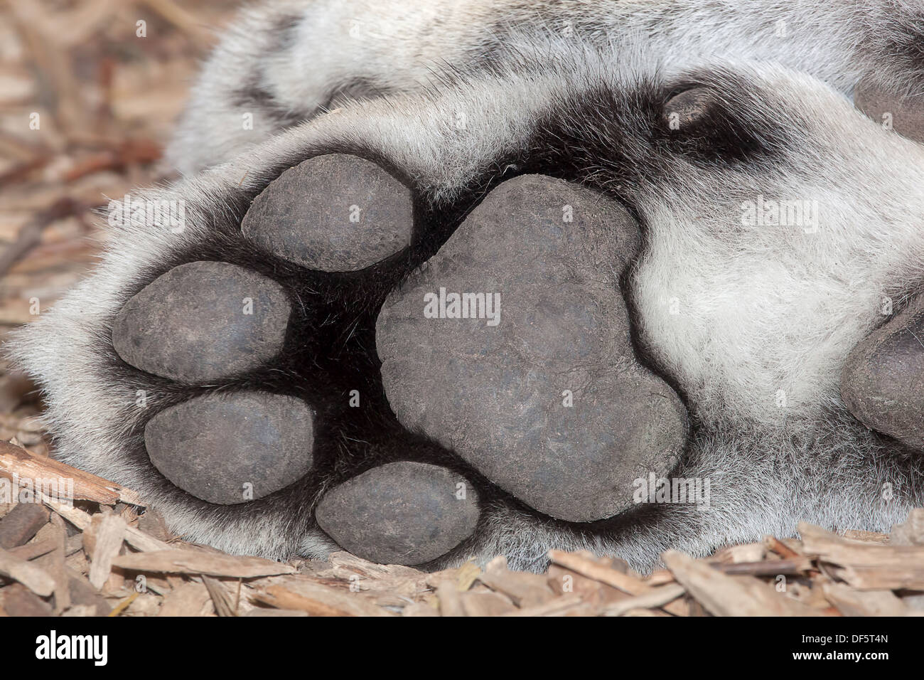 Tiger paw hi-res stock photography and images - Alamy