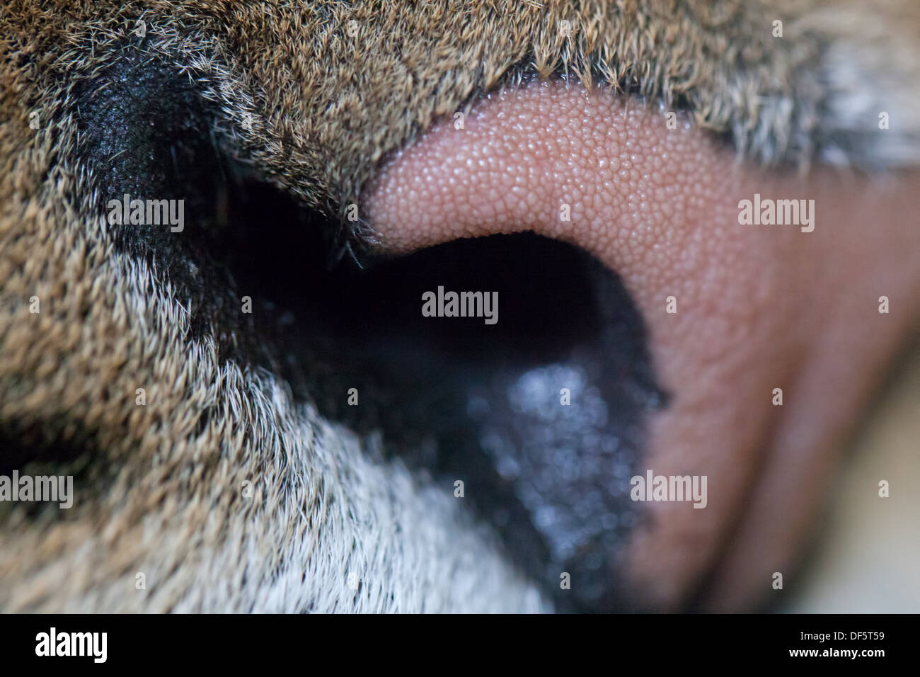 Tiger nose hi-res stock photography and images - Alamy
