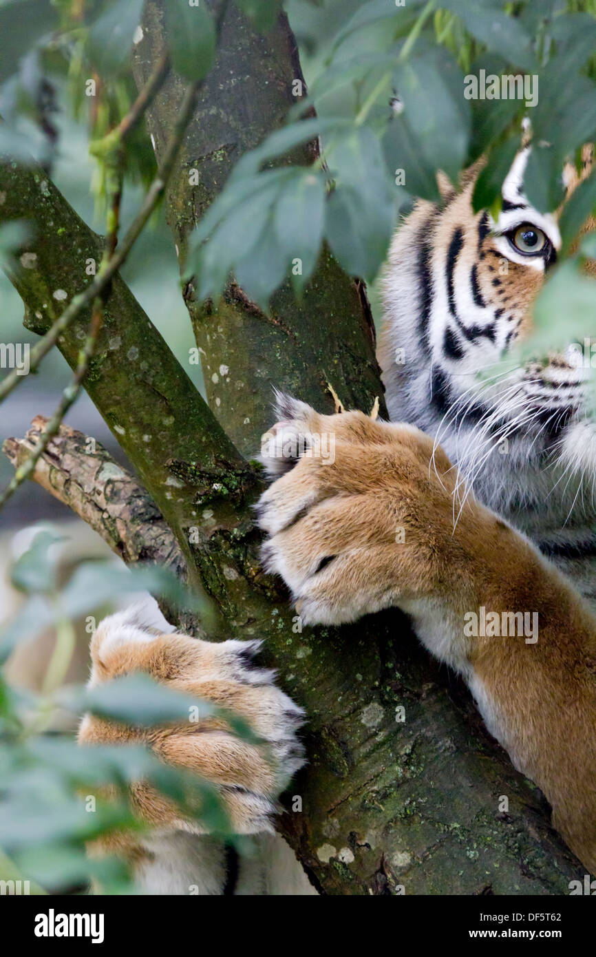 Tiger in tree Stock Photo - Alamy