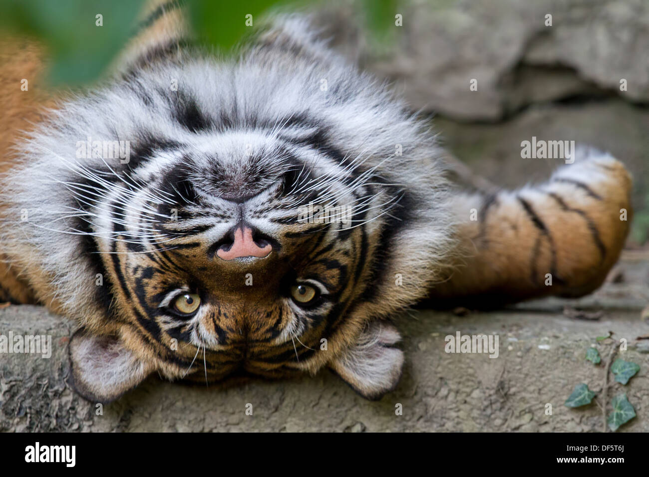 Upside down Tiger Stock Photo - Alamy