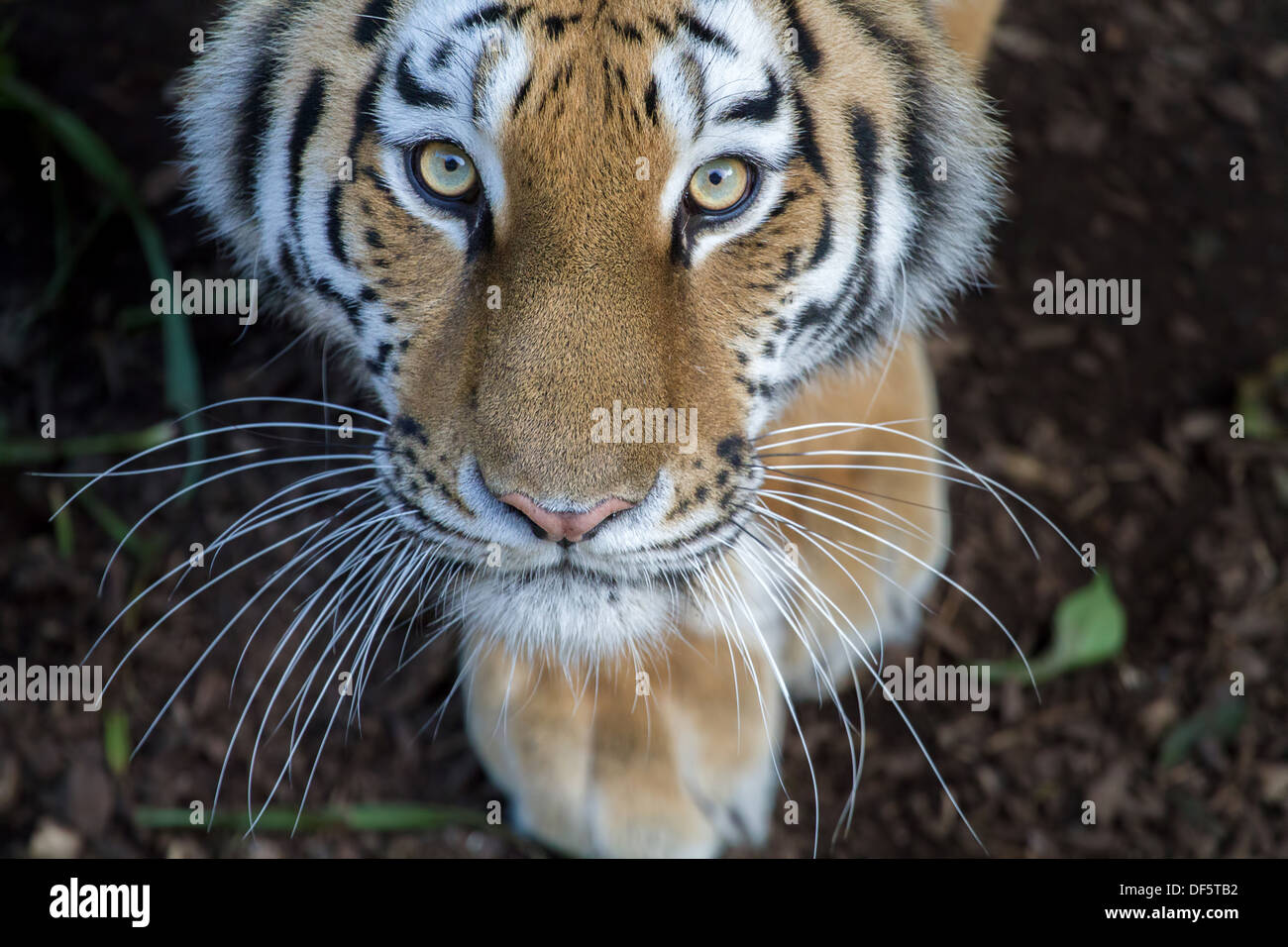Tiger hunt hi-res stock photography and images - Alamy