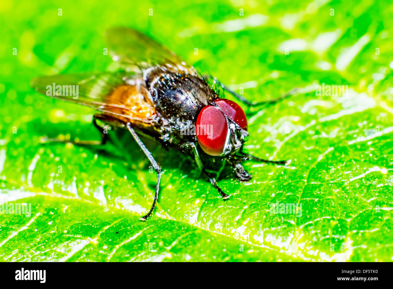 Portrait of a forest fly Stock Photo - Alamy