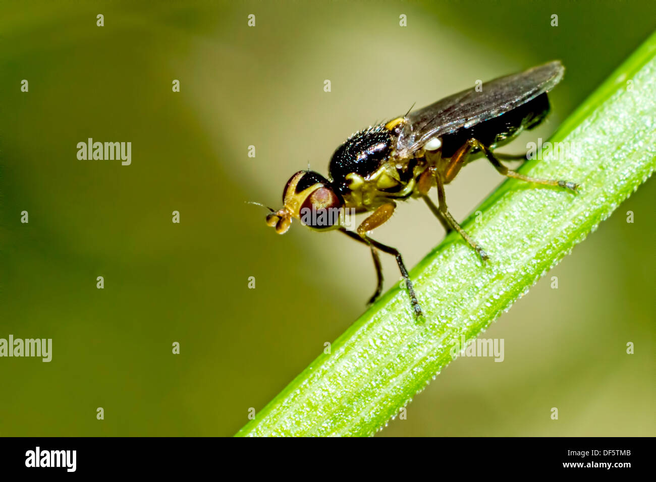 Portrait of a forest fly Stock Photo - Alamy