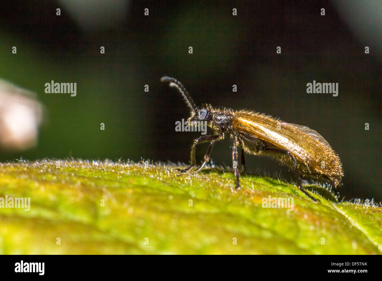 The common forest beetle Stock Photo - Alamy
