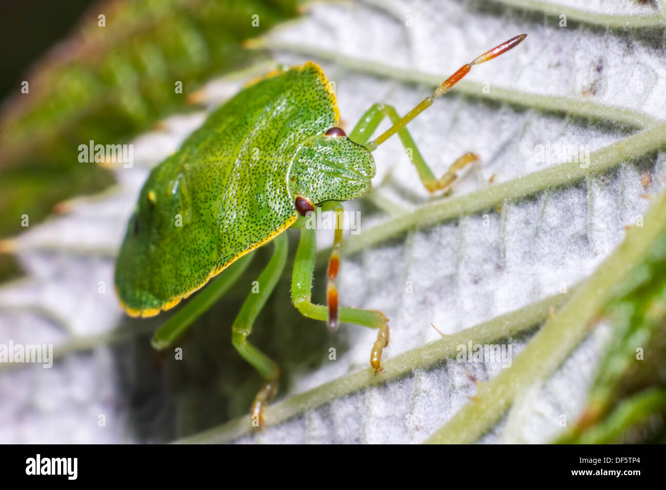 The green stink bug (Acrosternum hilare Stock Photo - Alamy