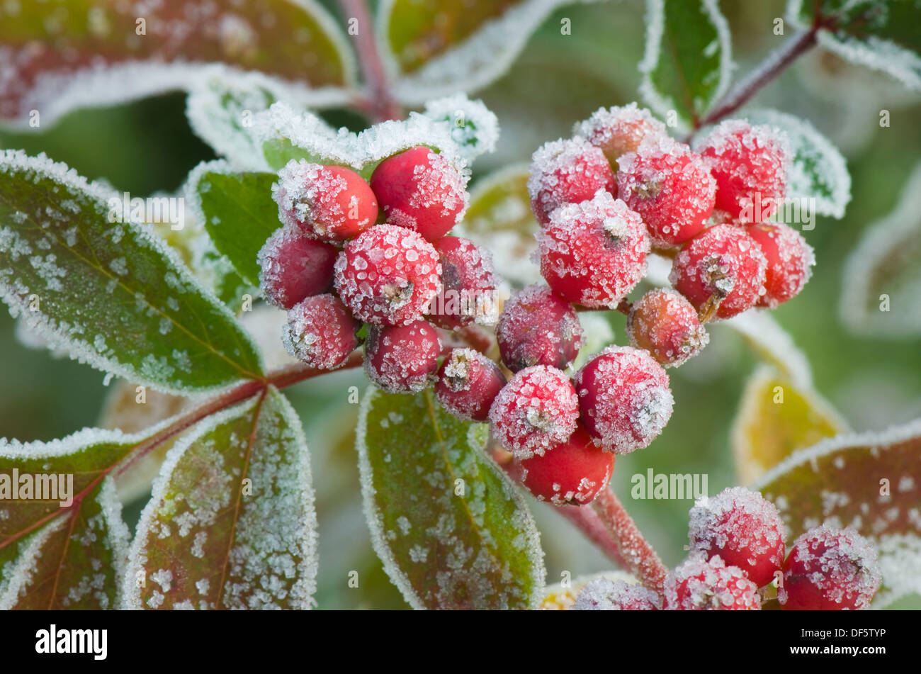 Cascade mountain ash hi-res stock photography and images - Alamy