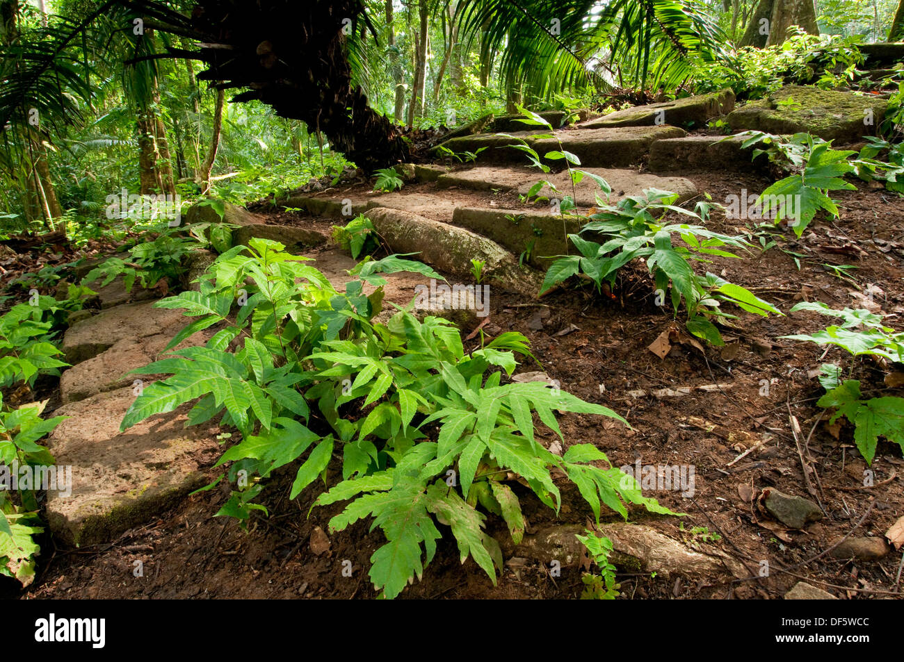 Camino de cruces panama hi-res stock photography and images - Alamy