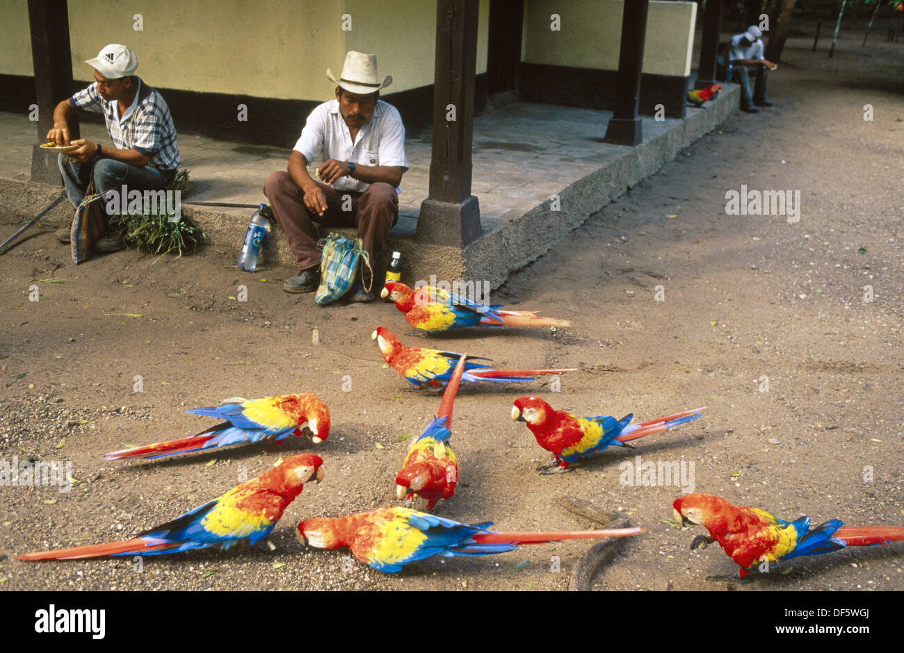 Maya colony hi-res stock photography and images - Alamy