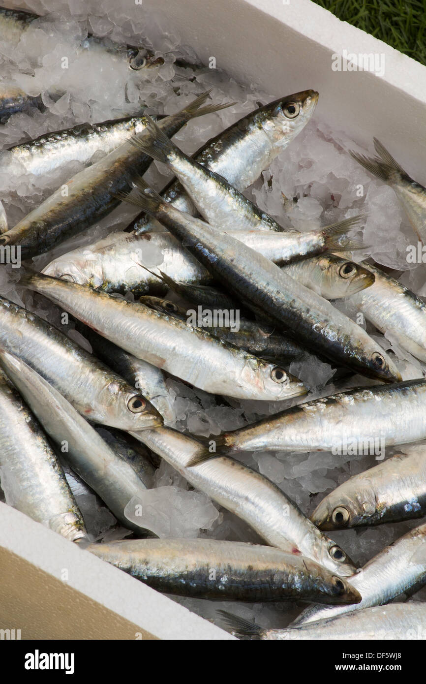 Silver anchovy hi-res stock photography and images - Alamy