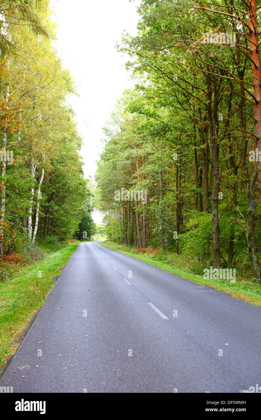 Landscape in Poland asphalt road into forest, early autumn Stock Photo ...