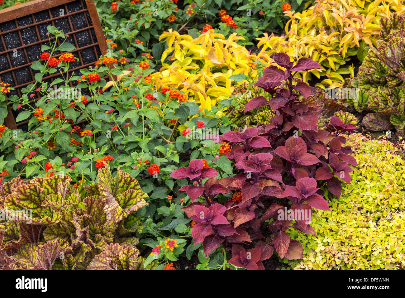 Rust color flowers hi-res stock photography and images - Alamy