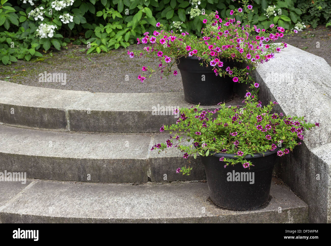 Stone steps in a garden, decorated by flower pots Stock Photo - Alamy