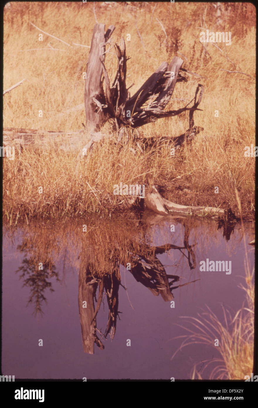 LARGE WHITE PINE STUMP IN BOG IN THE ADIRONDACK FOREST PRESERVE AT ...