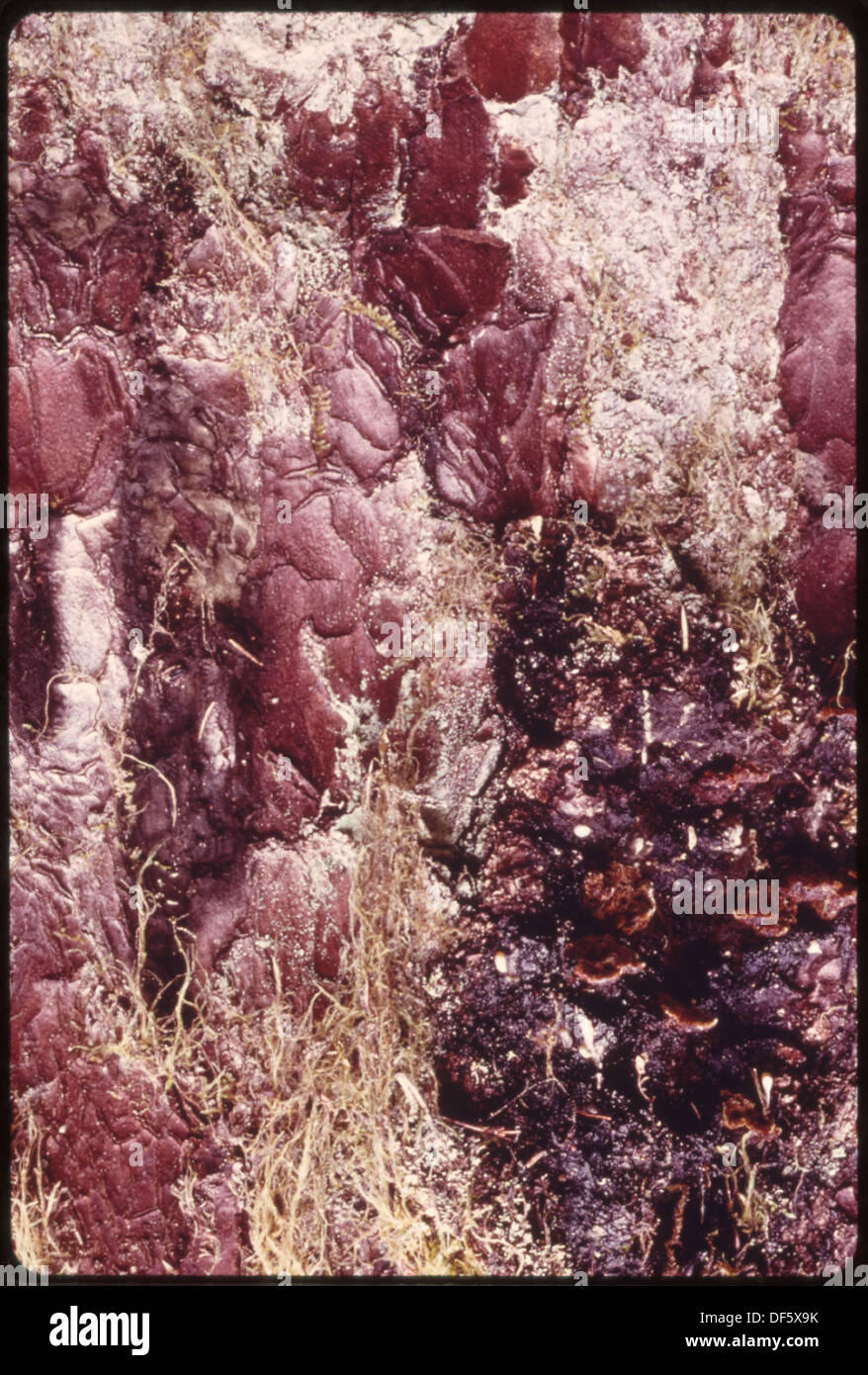 Sitka spruce history hi-res stock photography and images - Alamy