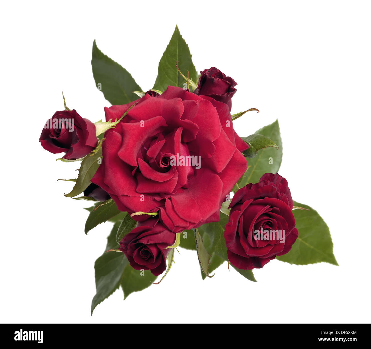 Bouquet of dark red roses on a white background Stock Photo - Alamy