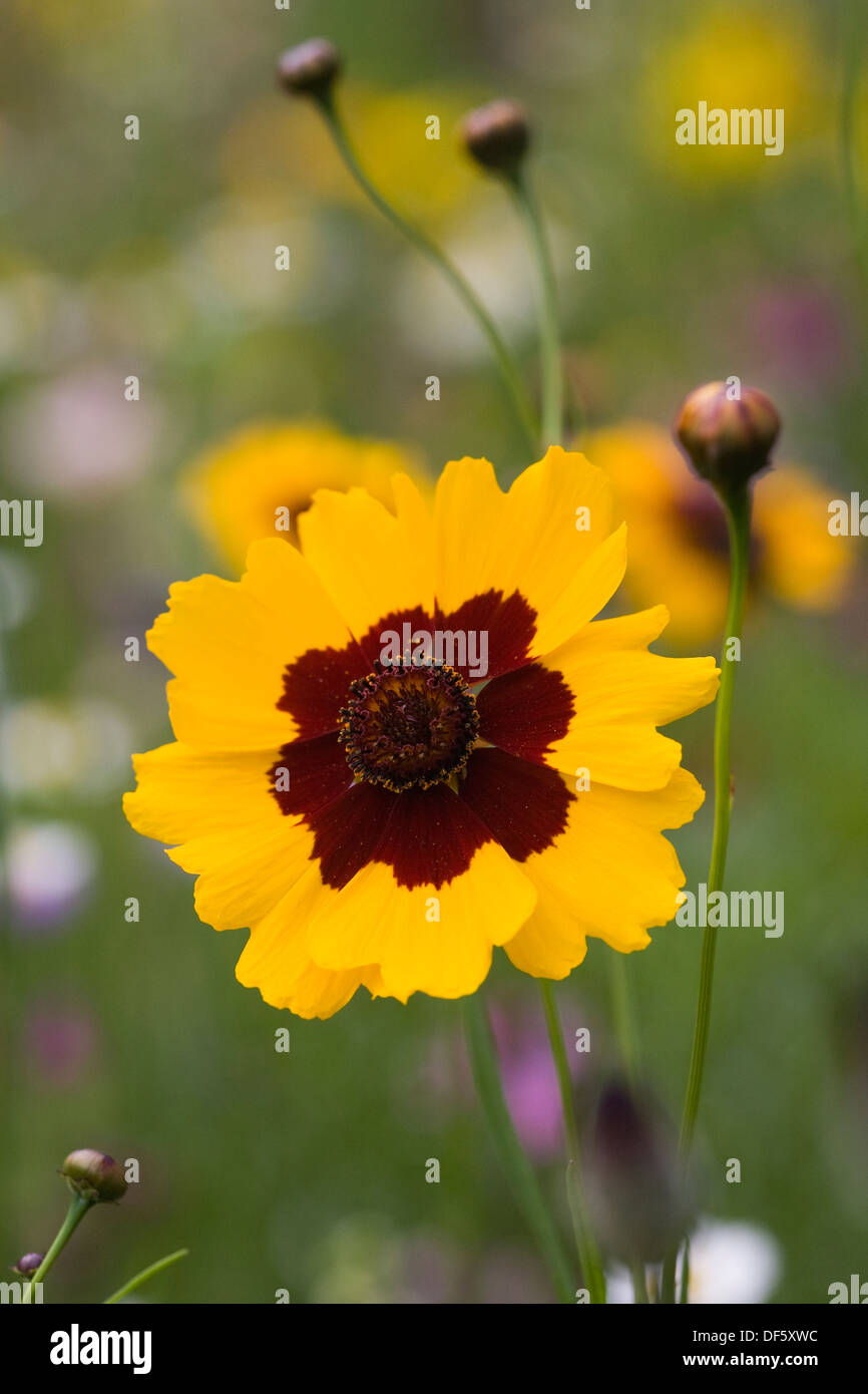 Coreopsis growing in a wildflower meadow. Tickseed flower Stock Photo ...