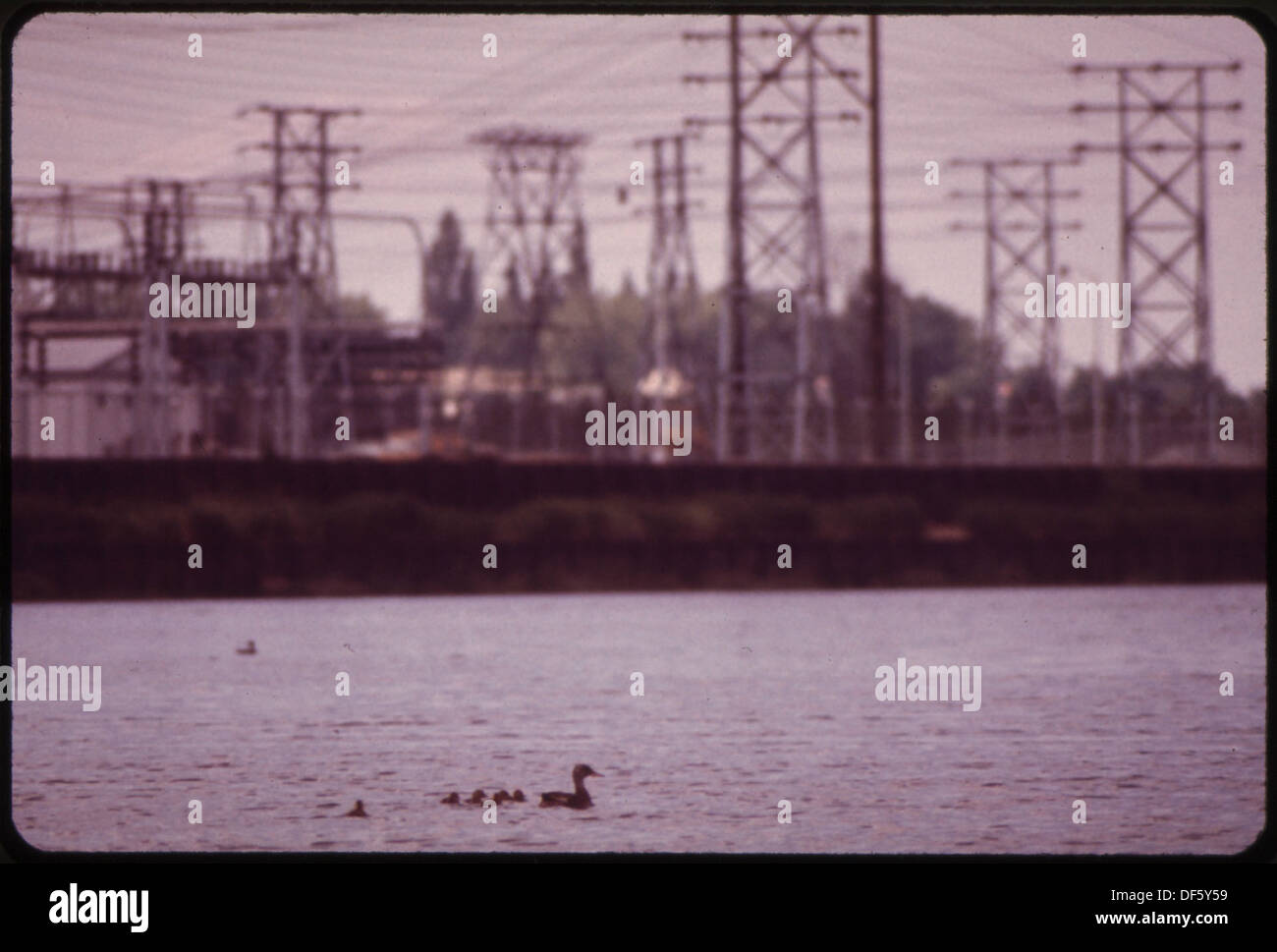 MALLARD DUCKS ON THE DUWAMISH RIVER, WHICH FLOWS INTO PUGET SOUND AT ...