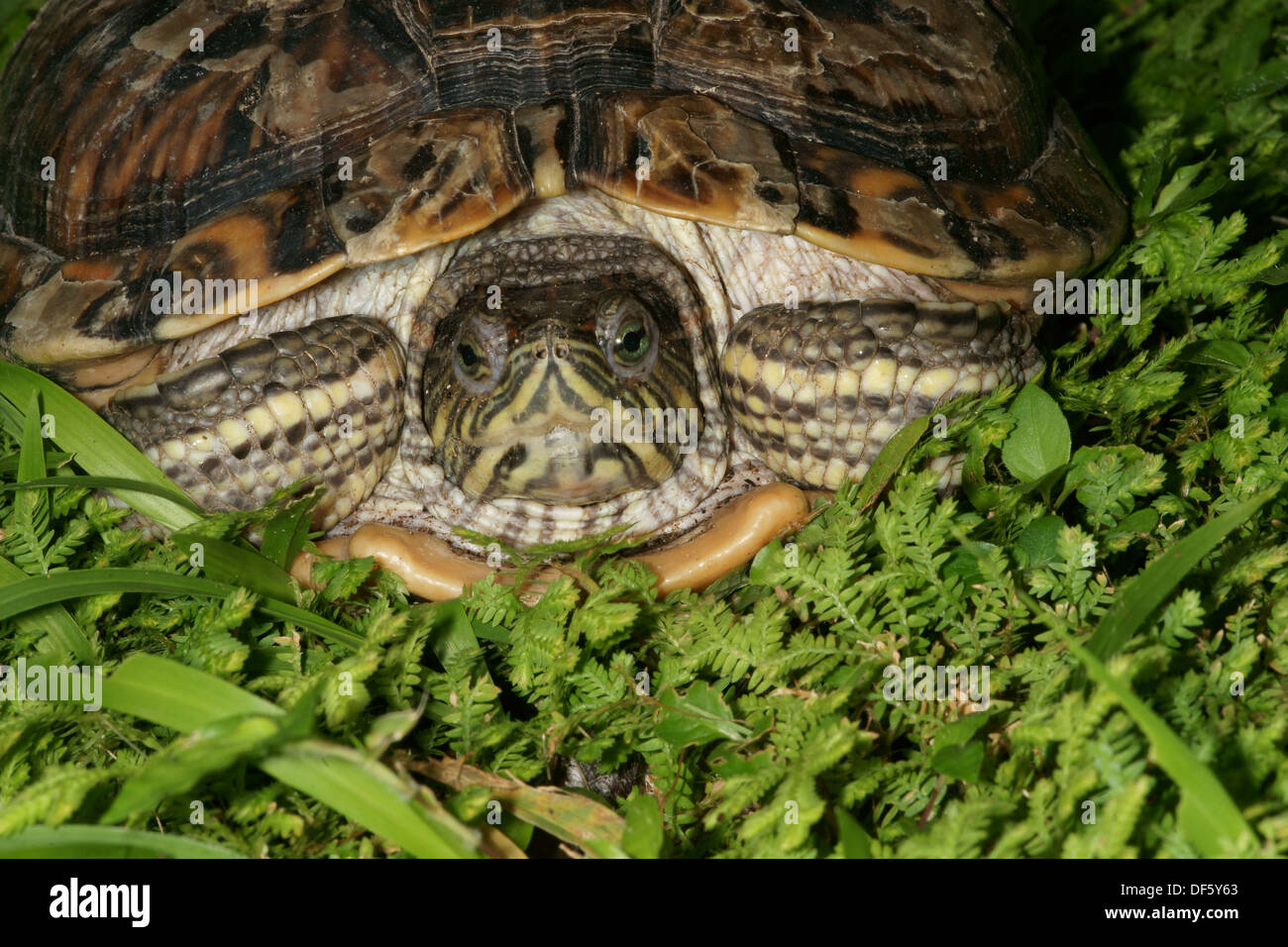 Hidden tortoise hi-res stock photography and images - Alamy