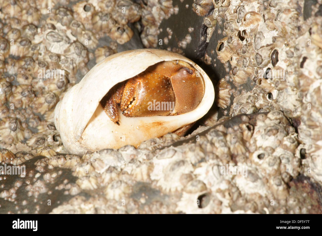 Hermit crab hiding in shell Stock Photo - Alamy
