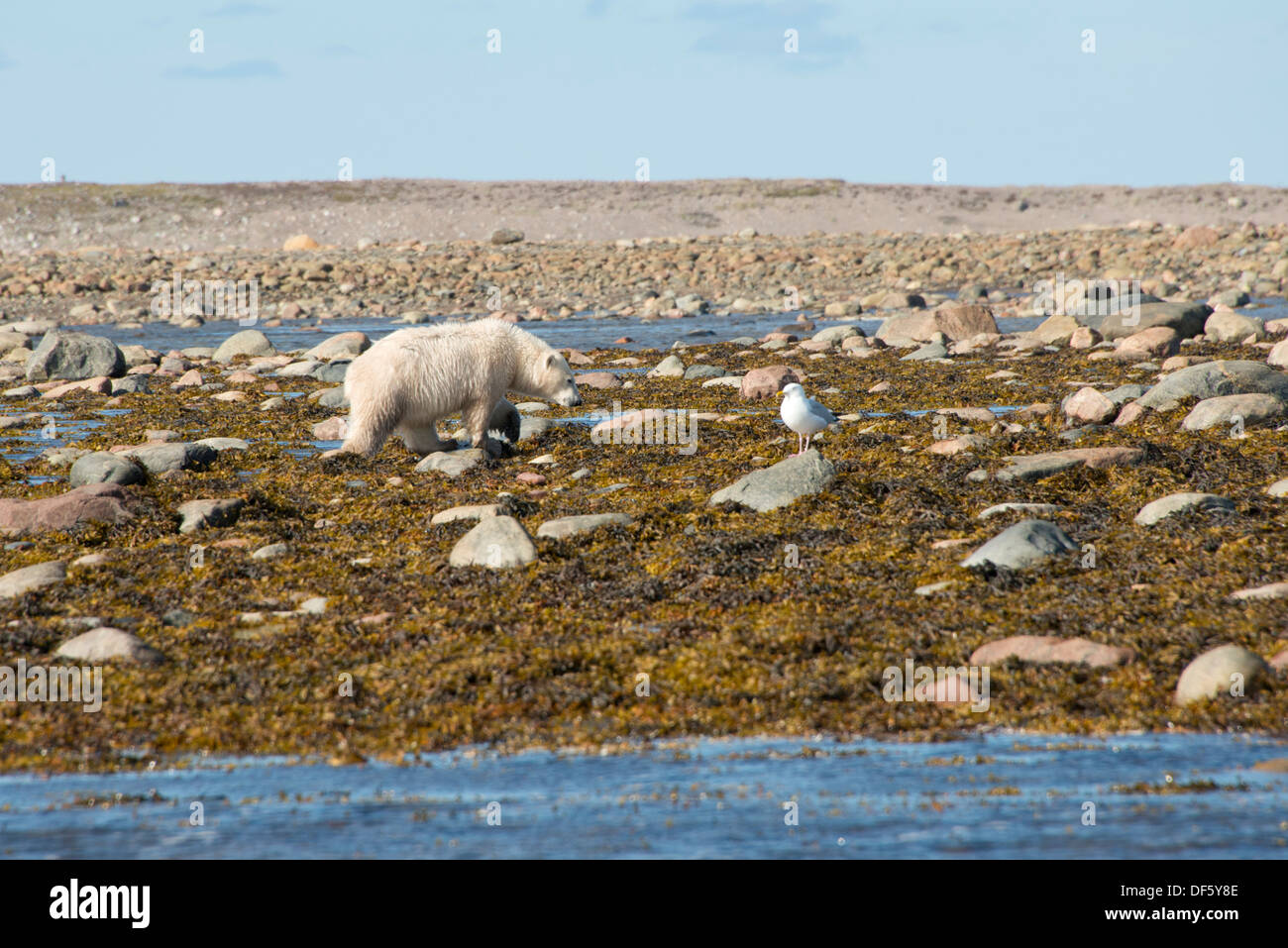 Canada, Nunavut, western shore of Hudson Bay, Kivalliq Region, Arviat ...