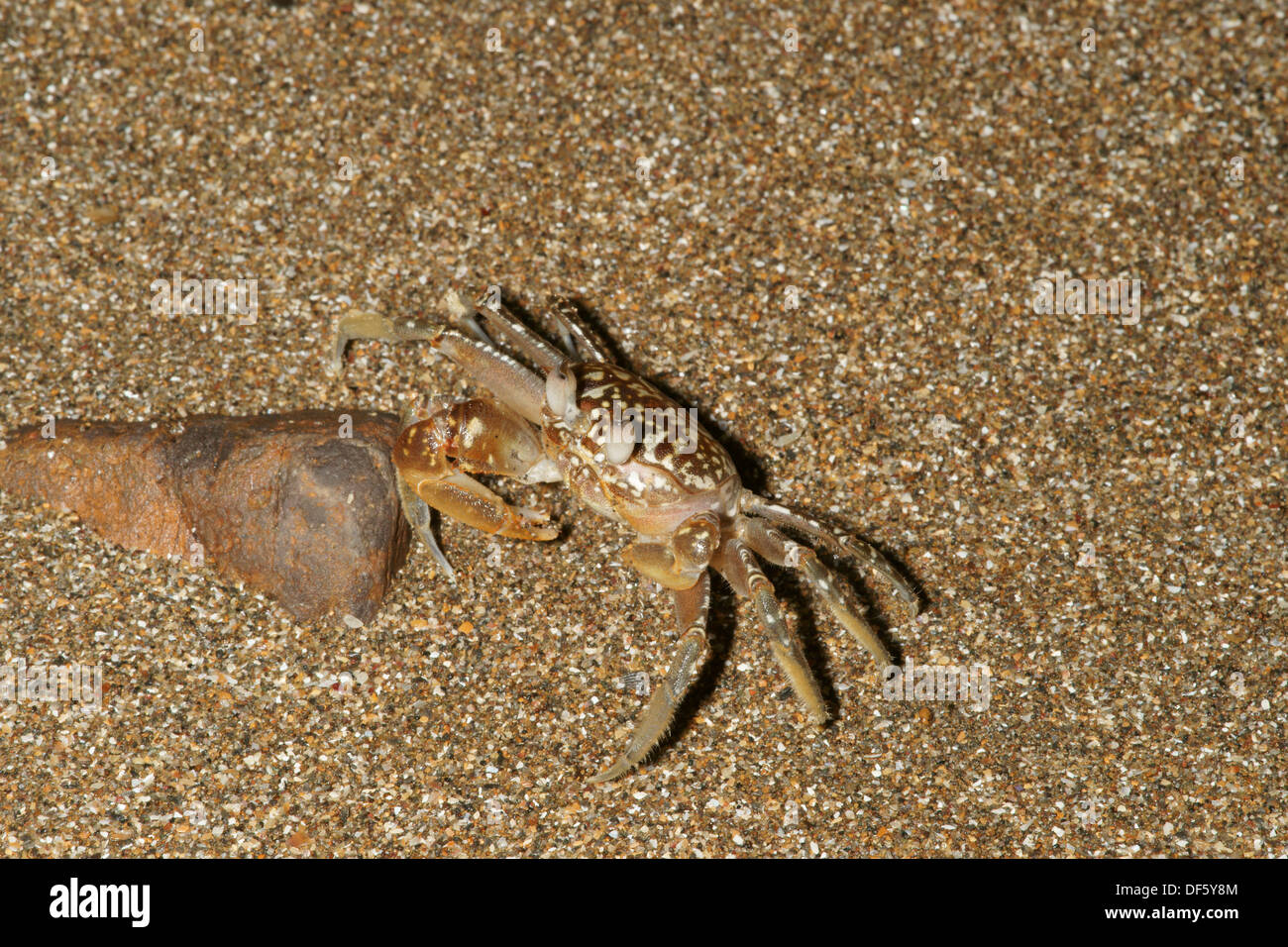Crab beach panama hi-res stock photography and images - Alamy