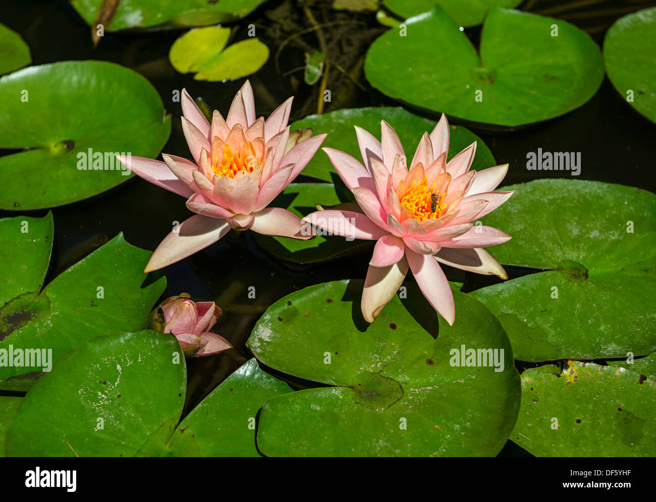 Beautiful lily pond with pink water lilies in bloom with koi fish ...