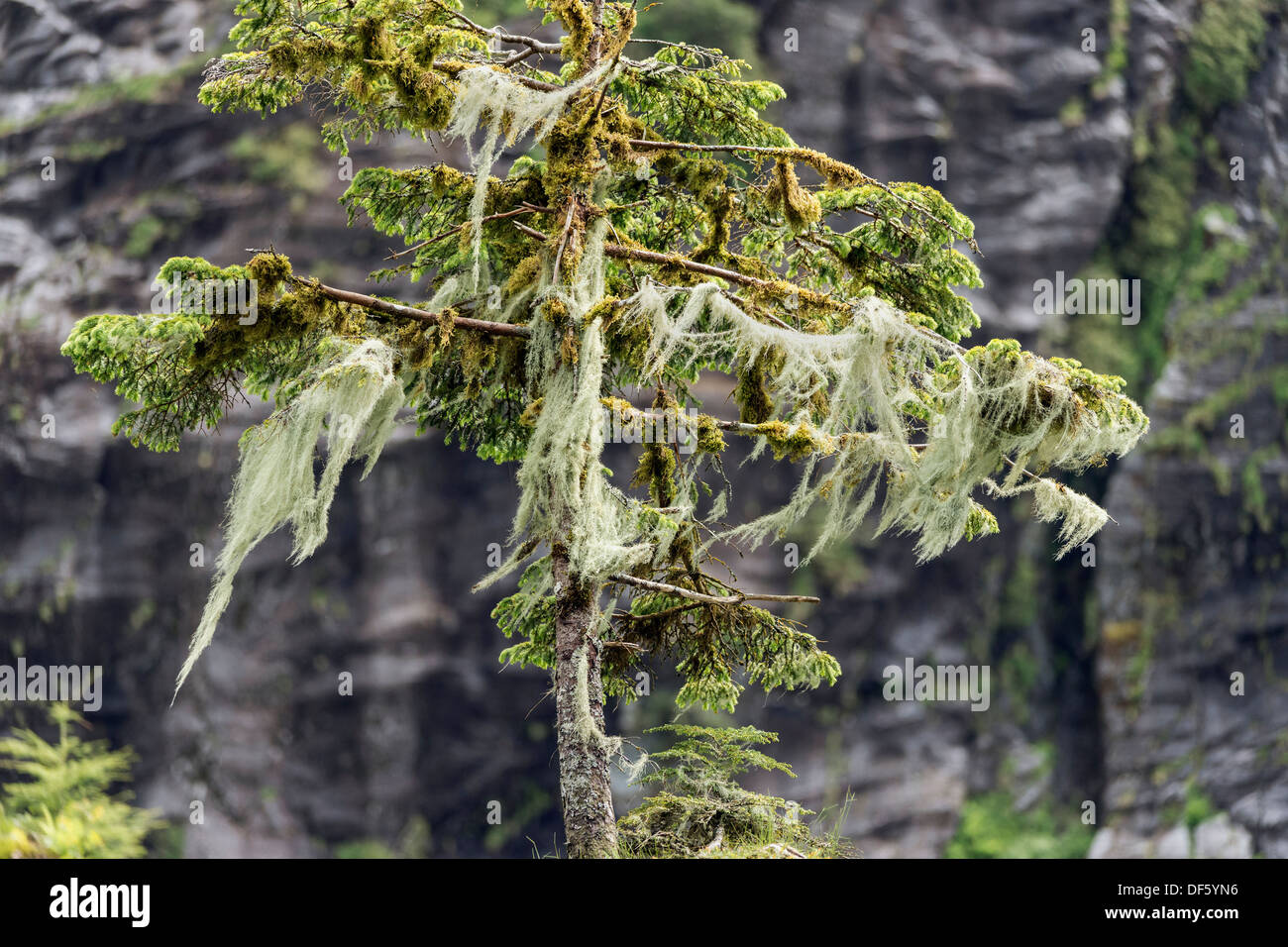 Old mans beard lichen growing hi-res stock photography and images - Alamy