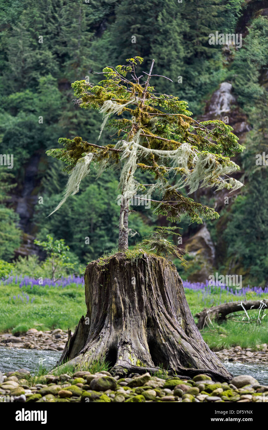 Small evergreen tree with moss and lichens growing out of an old stump ...