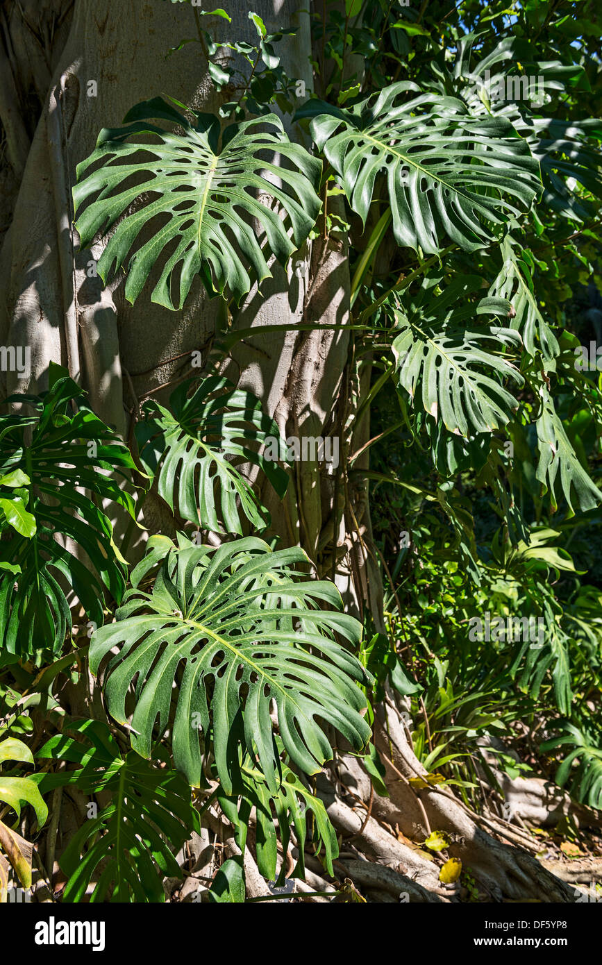 The Swiss Cheese Plant in a forest Stock Photo - Alamy