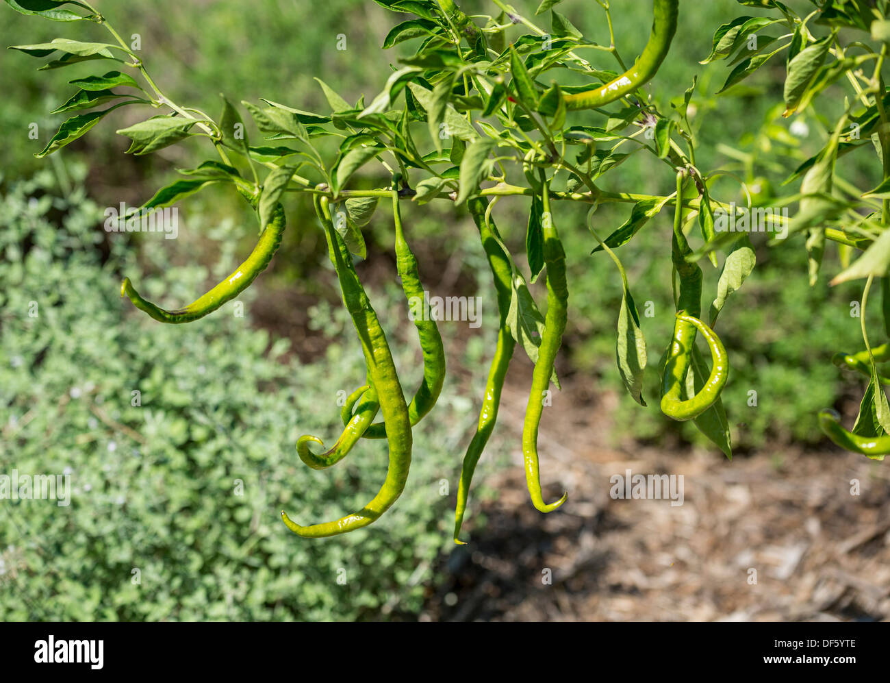 Joe's long cayenne pepper, Capsicum annuum Stock Photo - Alamy