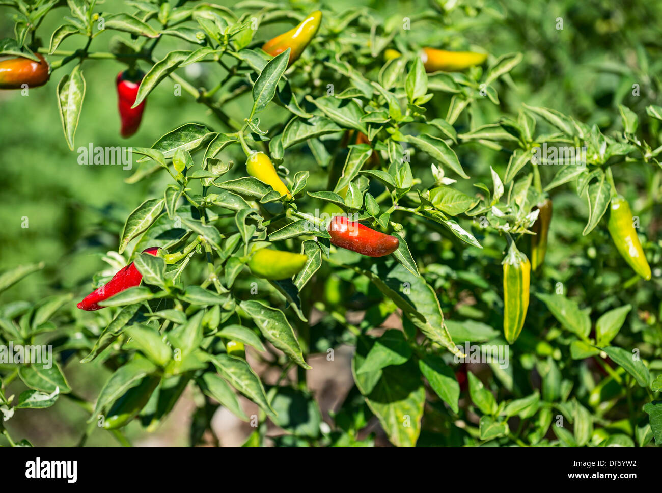 Colorful fish chili peppers, Capsicum annuum Stock Photo - Alamy