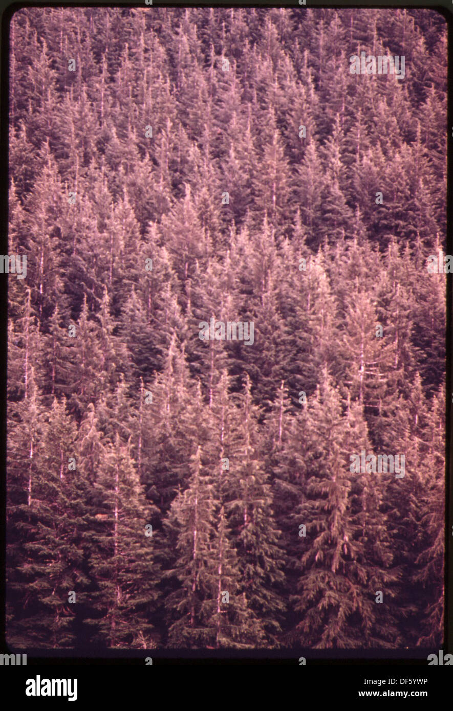 Humptulips hi-res stock photography and images - Alamy