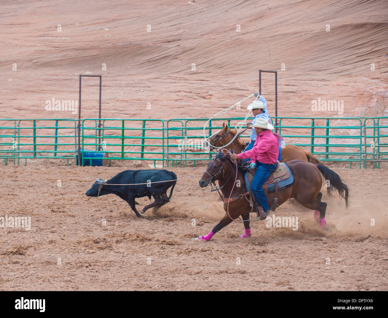 Cowboys roping a steer hi-res stock photography and images - Alamy