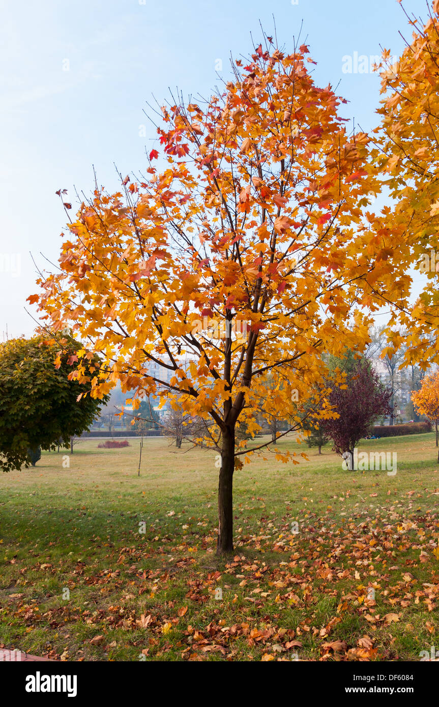 Autumn maple tree with red and orange leaves in a park Stock Photo - Alamy