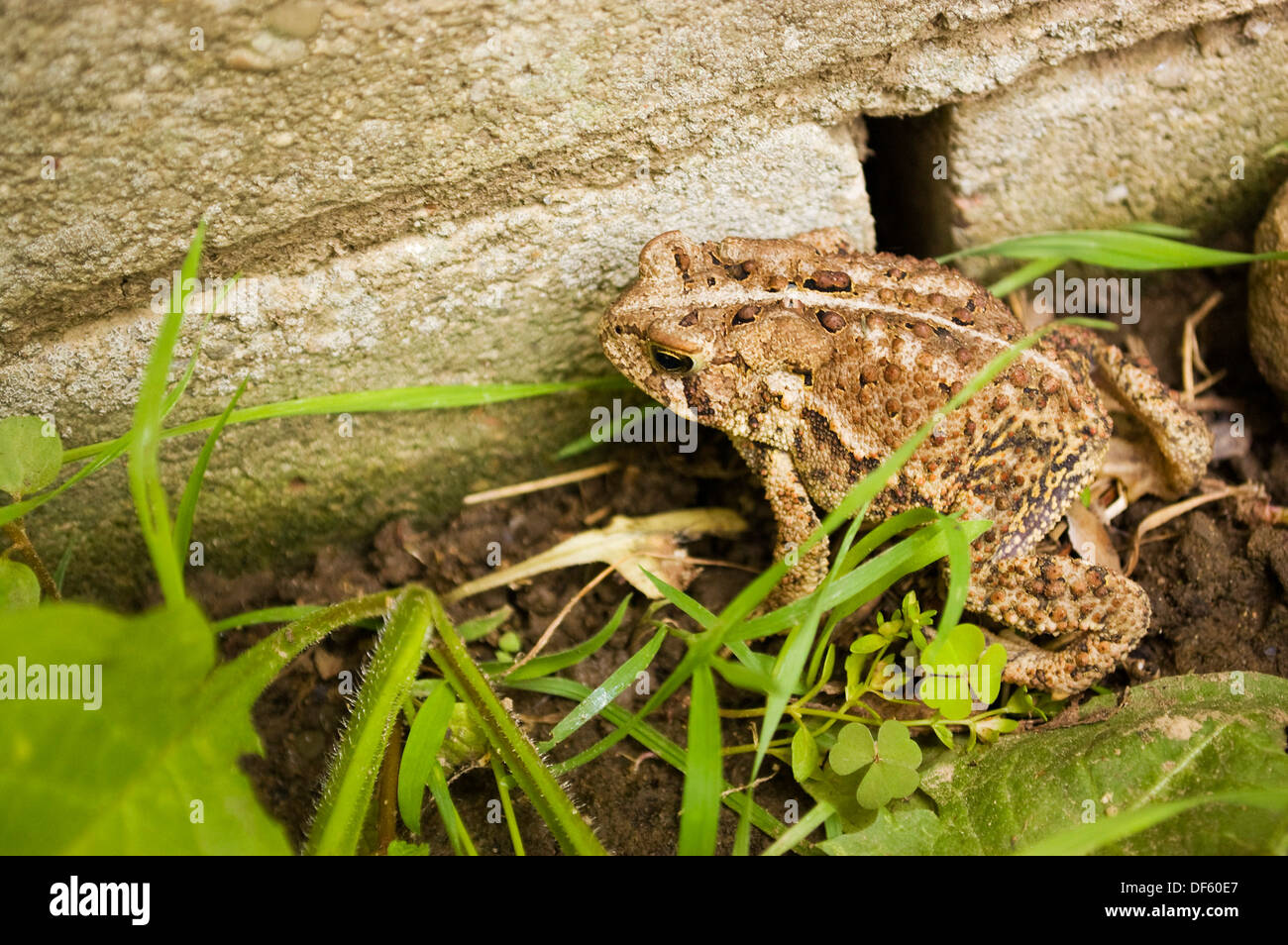 Toad hiding by cement block wall in weeds Stock Photo - Alamy