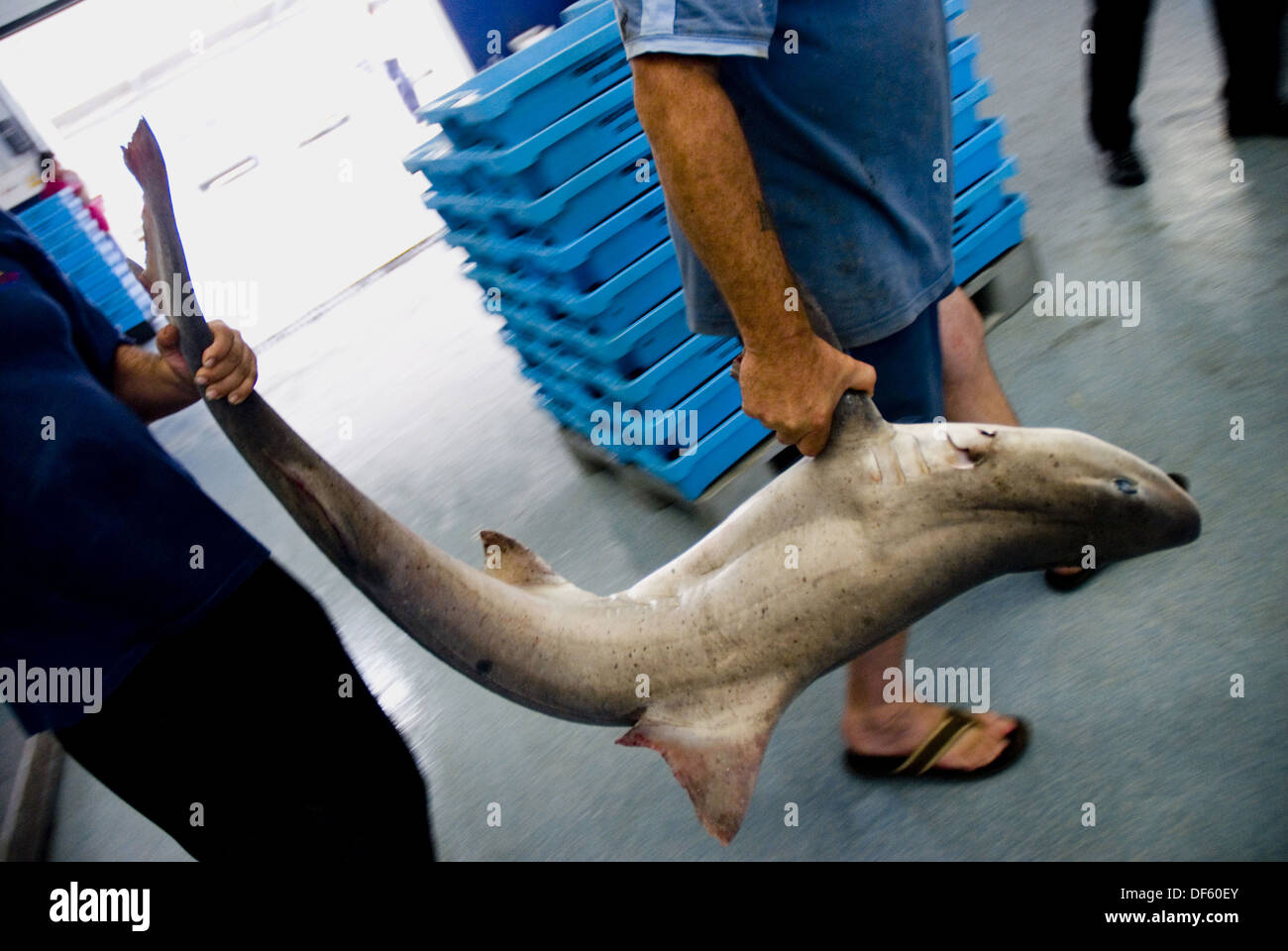 Shark fishing europe hi-res stock photography and images - Alamy